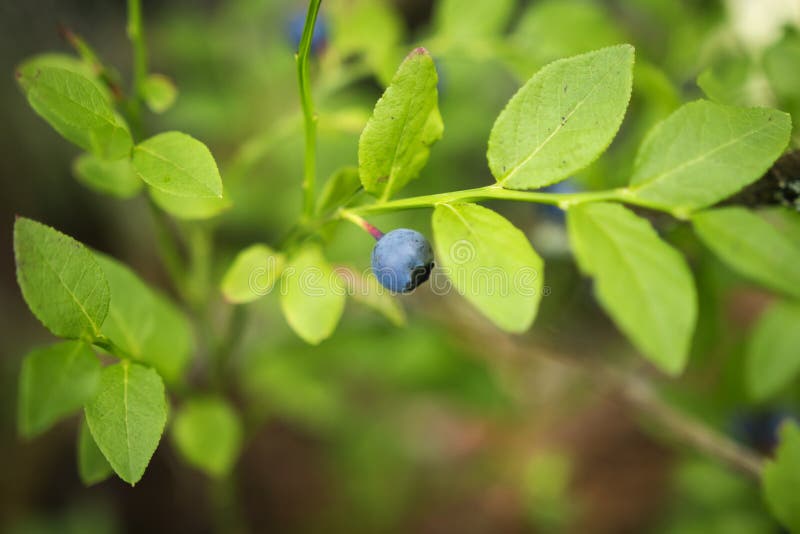 Blueberries Close-up. Green Bilberry Bush with a Berry. Stock Image ...