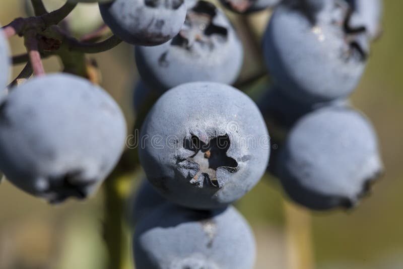 Blueberries close-up stock photo. Image of ingredient - 125257004