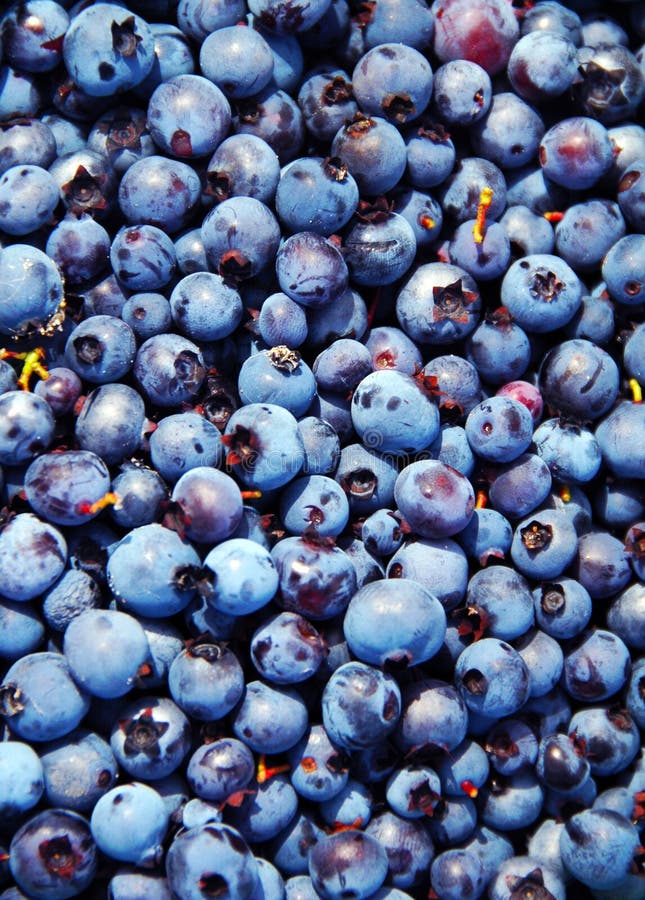 A Bunch of Blueberries in Water Stock Photo - Image of blueberries ...