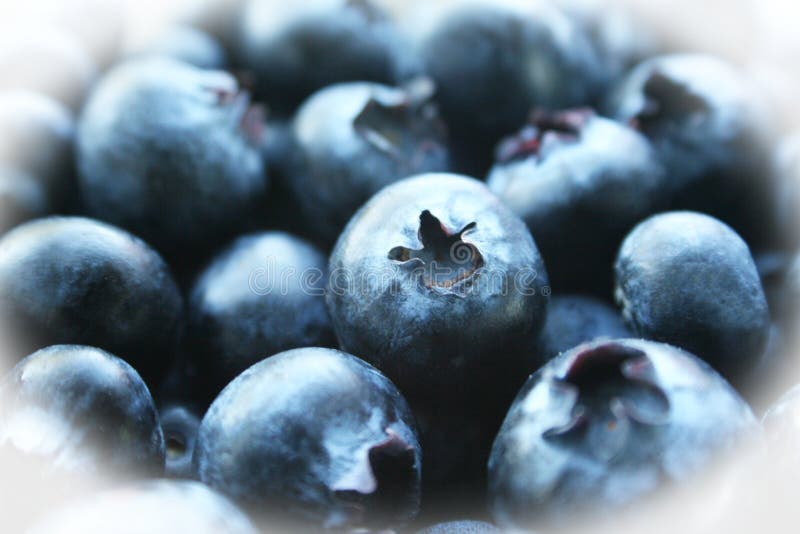 Blueberries Close Up with White Frame High Quality Stock Photo - Image ...