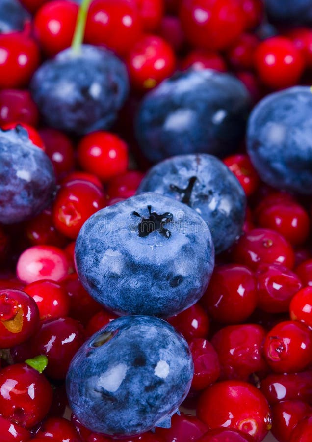 Blueberries and Cranberries Stock Image - Image of colour, food: 1991117