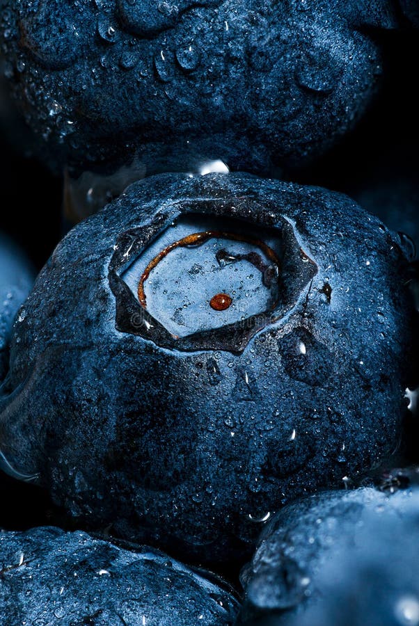 Closeup Fresh Blueberries Dew Drops Dark Background Stock Photos - Free ...