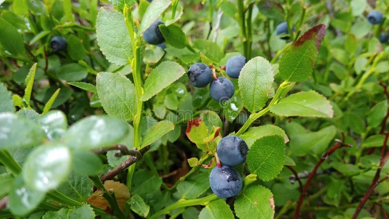 Blueberries in dew stock image. Image of green, leaf - 165364313