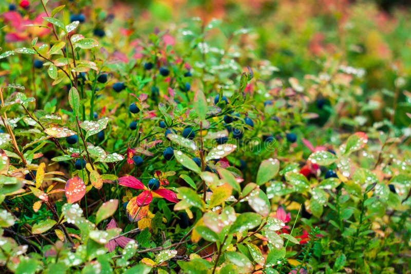 Blueberries in Drops of Dew Stock Image - Image of nature, water: 45519511