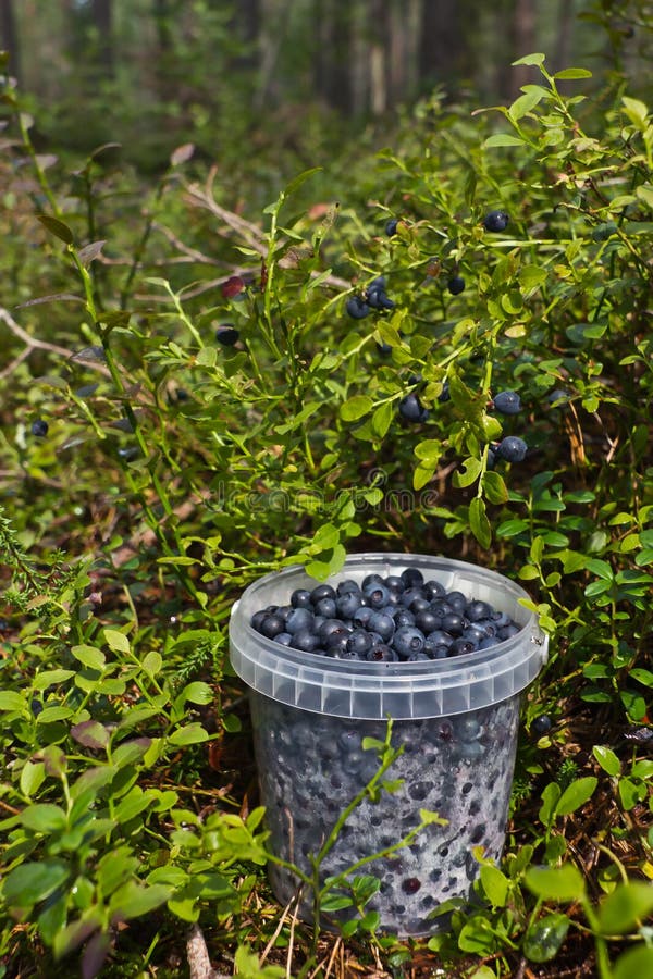 Blueberries in the Forest stock photo. Image of blaeberries - 21287364