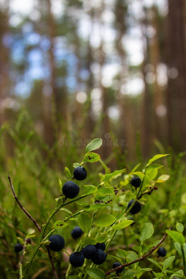 Blueberries in the Forest. Beautiful Summer Forest. Collecting Berries ...