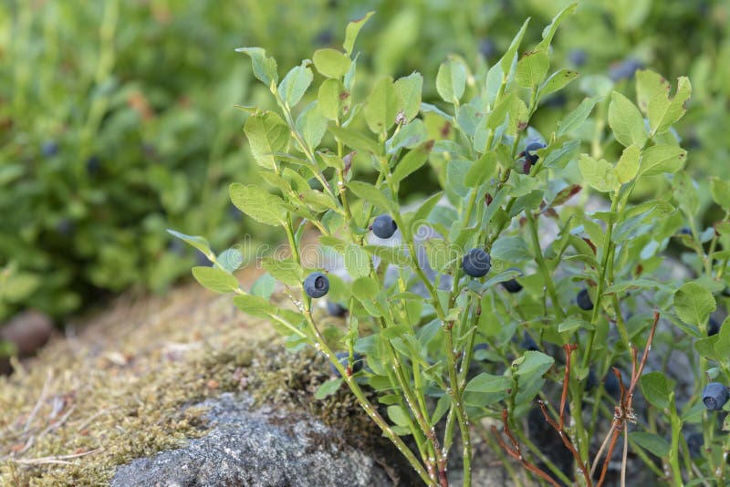 Blueberries in the forest stock photo. Image of natural - 121980122