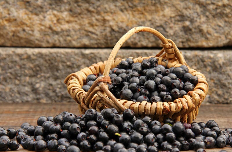 Blueberries stock image. Image of blueberrys, soft, forest - 32244529