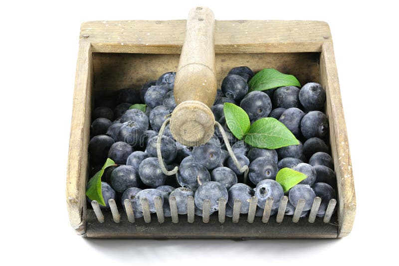 Blueberry Rake Stock Photos - Free & Royalty-Free Stock Photos from ...