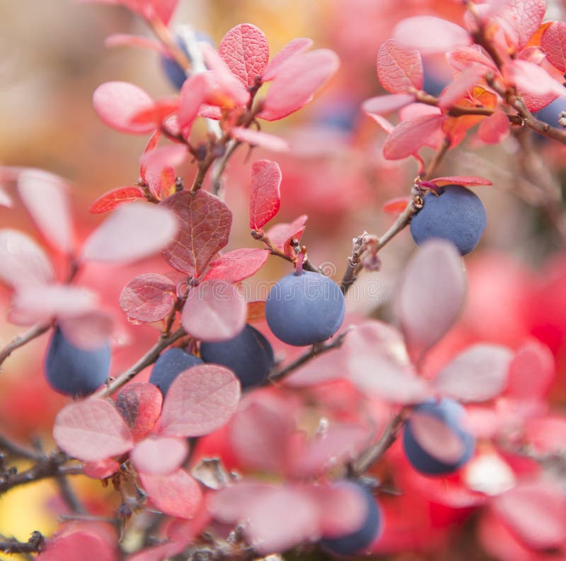 Blueberries Grow at the Foot of the Volcano Stock Image - Image of ...