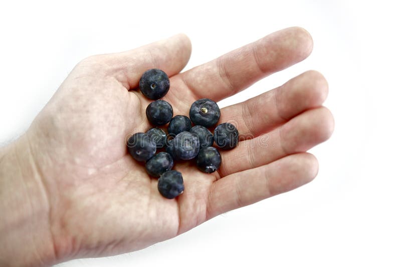 Blueberries on Hand stock photo. Image of fruit, gardening - 25959854
