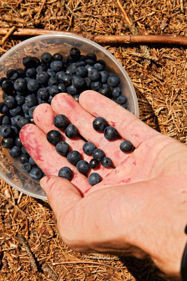 Blueberries in hand stock image. Image of blueberries - 42935099
