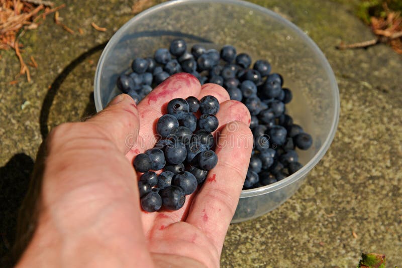 Blueberries in hand stock image. Image of bowl, dirty - 42935101