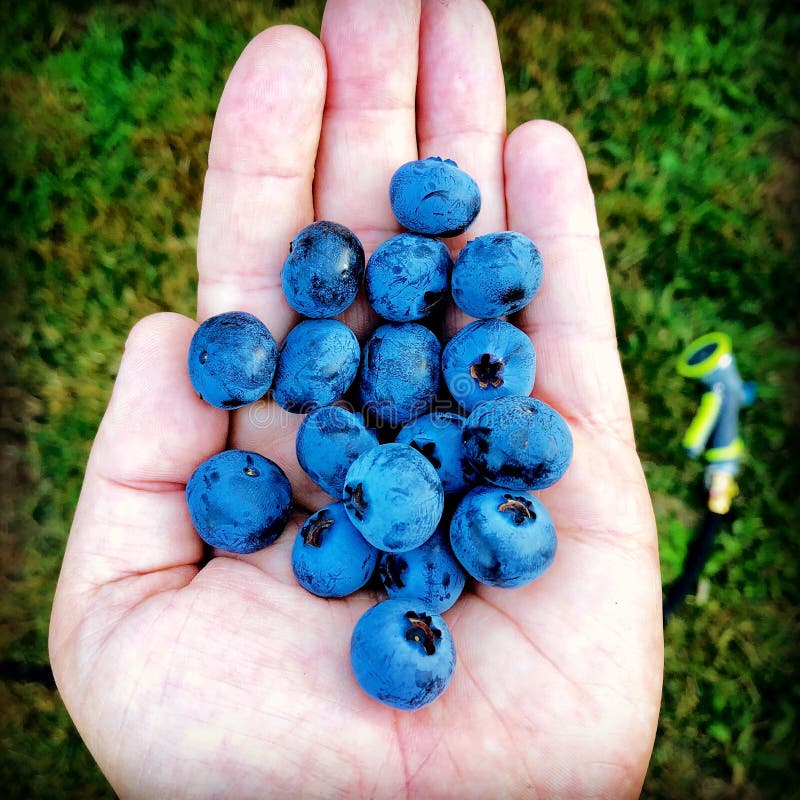 Blueberries stock photo. Image of hand, full, blueberries - 154544068