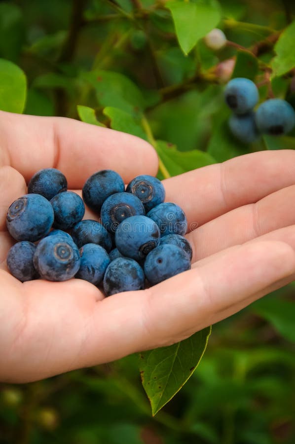 Blueberries in Hand stock photo. Image of blueberries - 85097148