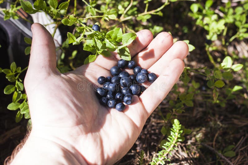 Blueberries handful stock image. Image of blue, food - 57592493