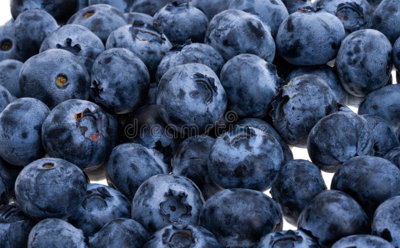 Blueberries isolated stock photo. Image of object, background - 266006598