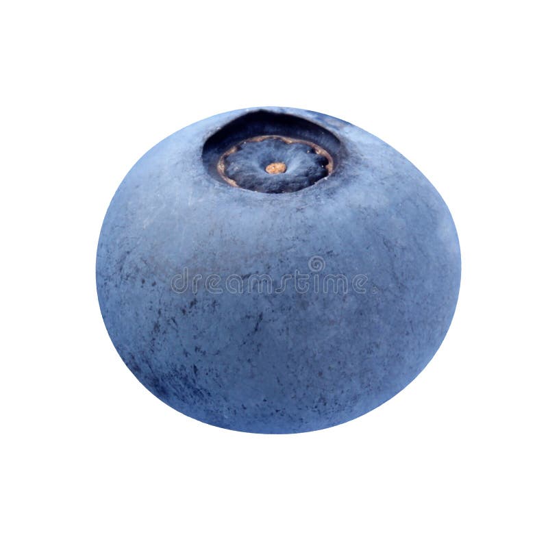 Singular Blueberry Stock Photos - Free & Royalty-Free Stock Photos from ...