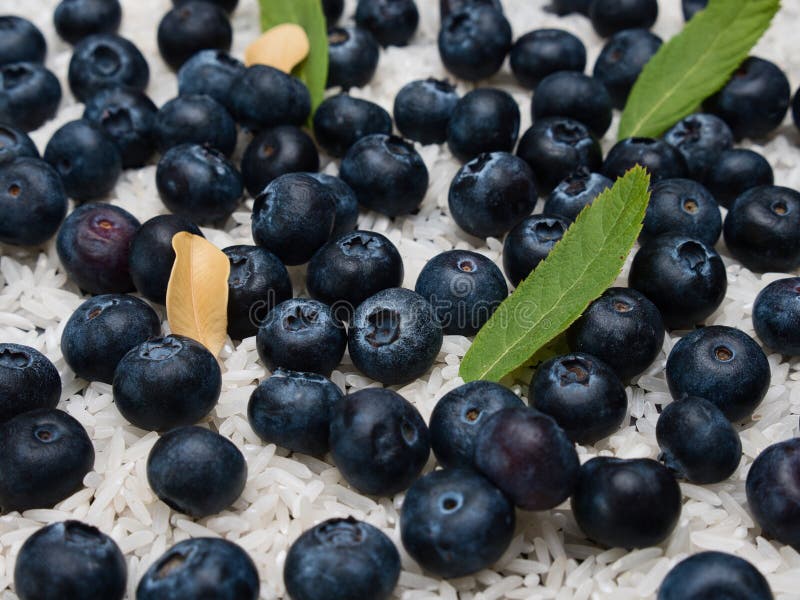 Blueberries Lying on Grains of Rice with Green Leaves in between Stock ...