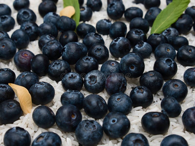 Blueberries Lying on Grains of Rice with Green Leaves in between Stock ...