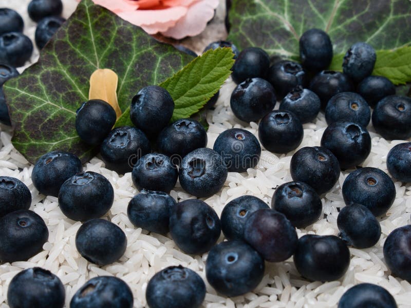 Blueberries Lying on Rice Grains with Green Leaves in the Background ...