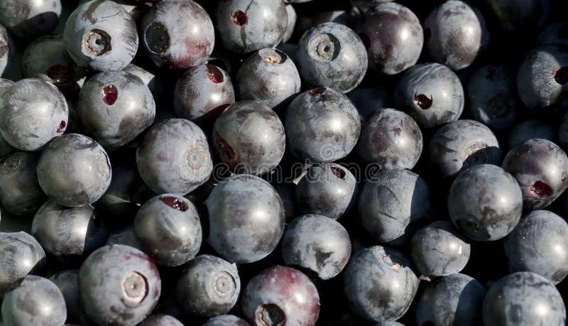 Blueberries stock photo. Image of berry, berries, ingredient - 54345082