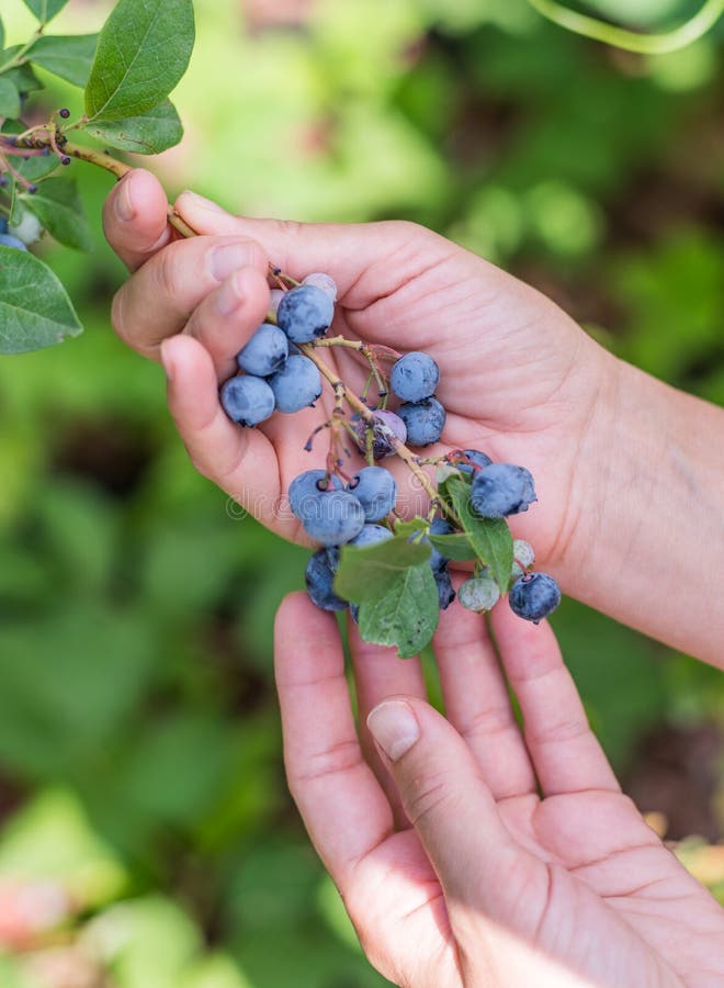 Hand Gathering Wild Berries. Harvesting Whortleberries. Ripe Dark ...