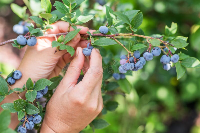 Blueberries Picking. Female Hand Gathering Blueberries Stock Image ...