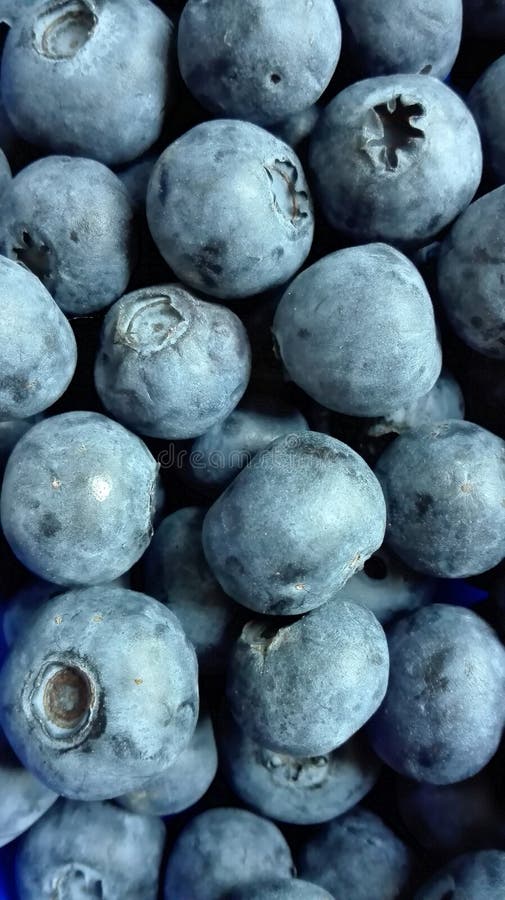 Blueberries stock image. Image of moll, plant, fruit - 72836305