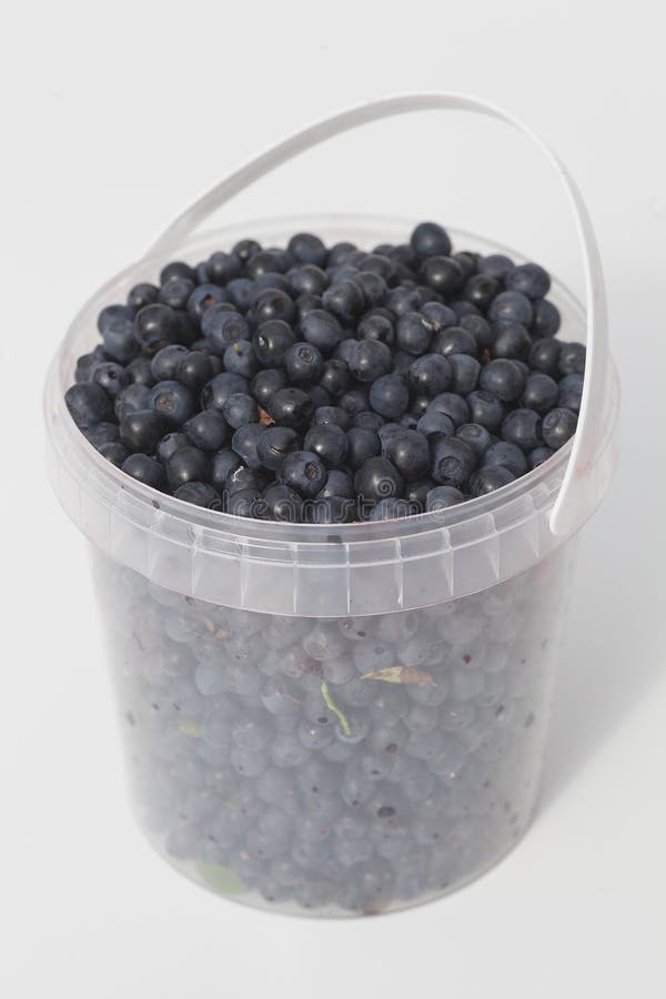Blueberries in a Plastic Container Stock Image - Image of blaeberry ...