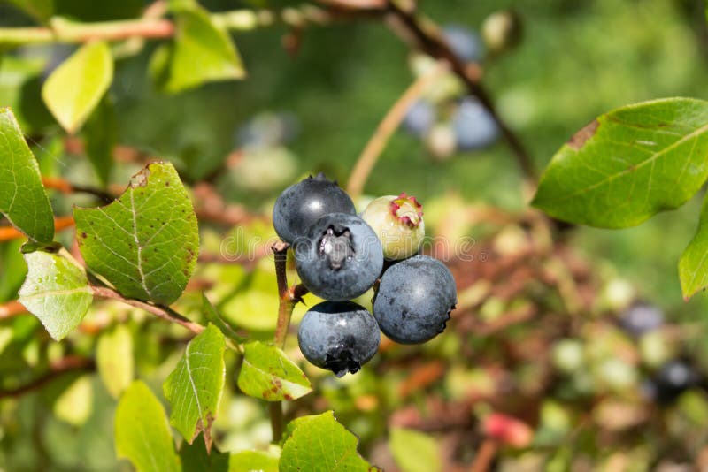 Blueberries Ripe Close stock photo. Image of fresh, large - 33411344