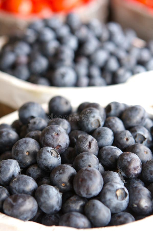 Rotten Food : Mouldy Blueberry Fruit Stock Photo - Image of bacteria ...