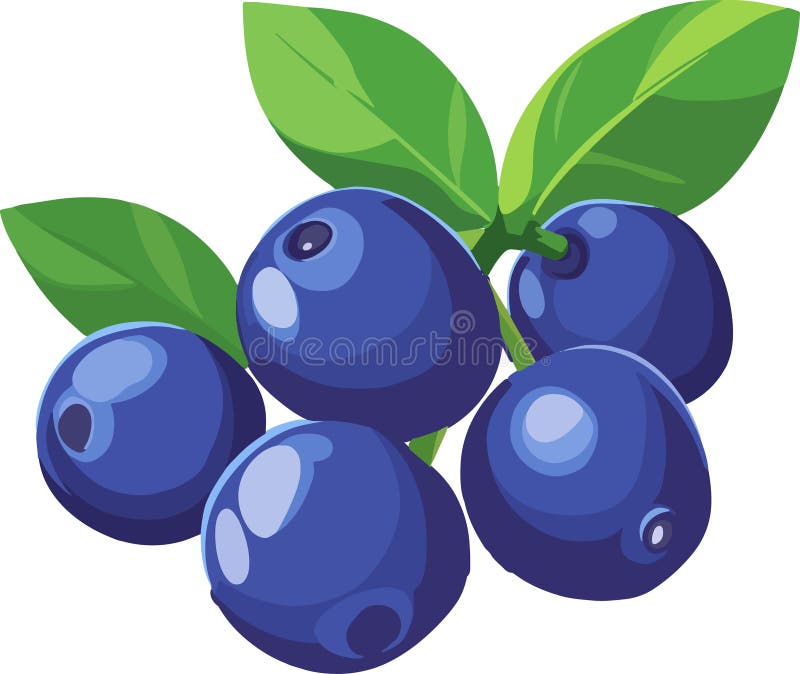 Blueberries Simple organic stock vector. Illustration of diet - 339706430