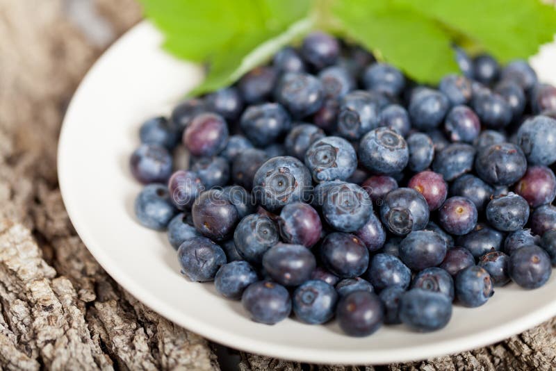 Blueberries in Small Bowl stock image. Image of bilberries - 31338389