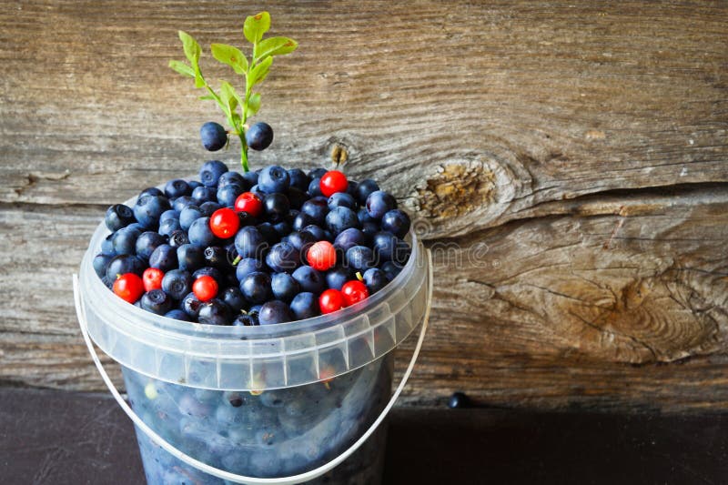Blueberries in Small Bucket Stock Image - Image of ripe, plants: 75146075