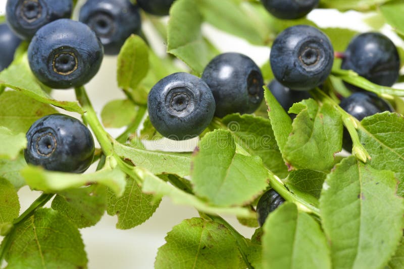 Blueberries stock image. Image of isolated, detail, group - 75104233