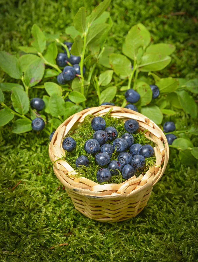 Blueberries stock photo. Image of berry, fresh, group - 75104452