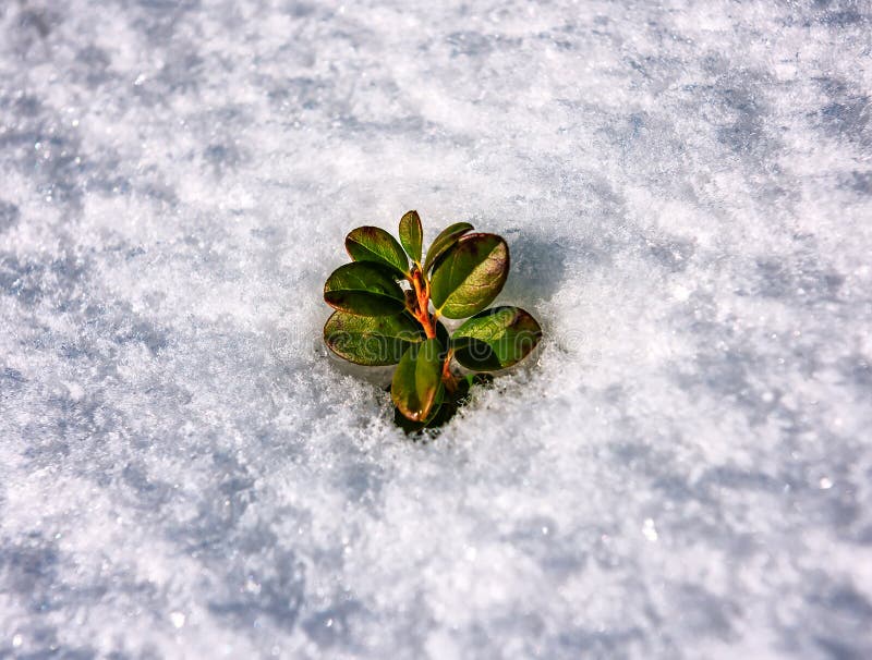 Blueberries Sprout from the Snow Stock Photo - Image of freshness ...