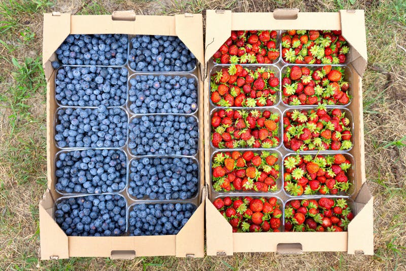 Blueberries and Strawberries in Shipping Boxes Stock Image - Image of ...