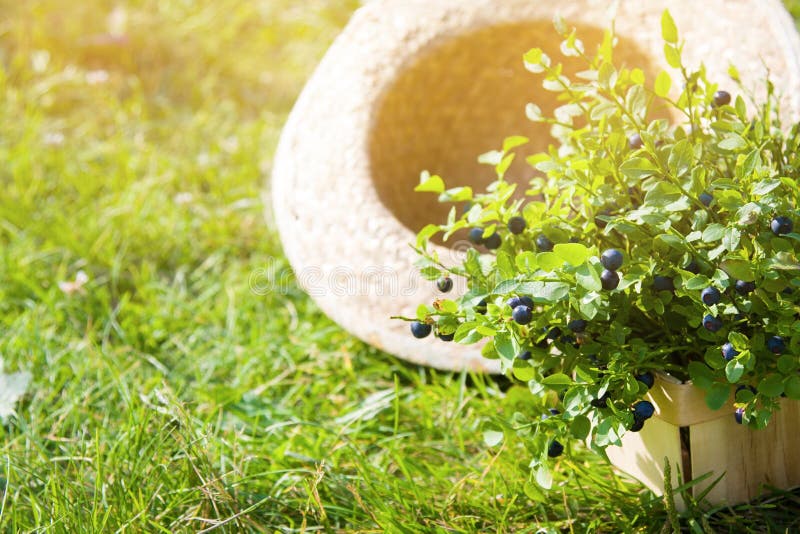 Blueberries in Summer Hat in Summer Day Stock Photo - Image of berries ...