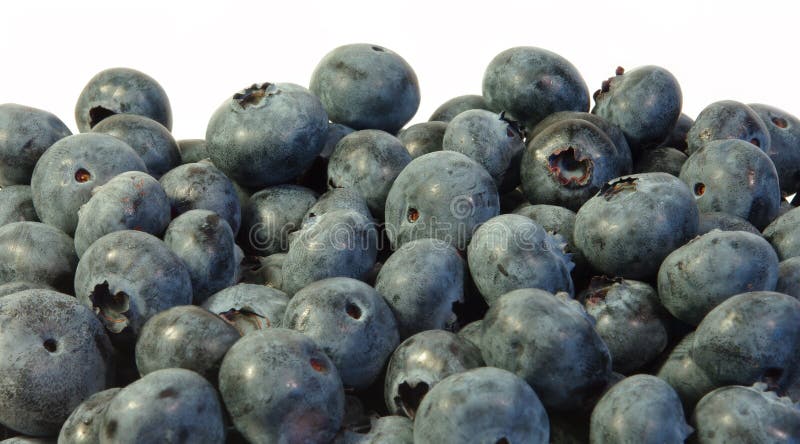 Rotten Food : Mouldy Blueberry Fruit Stock Photo - Image of bacteria ...