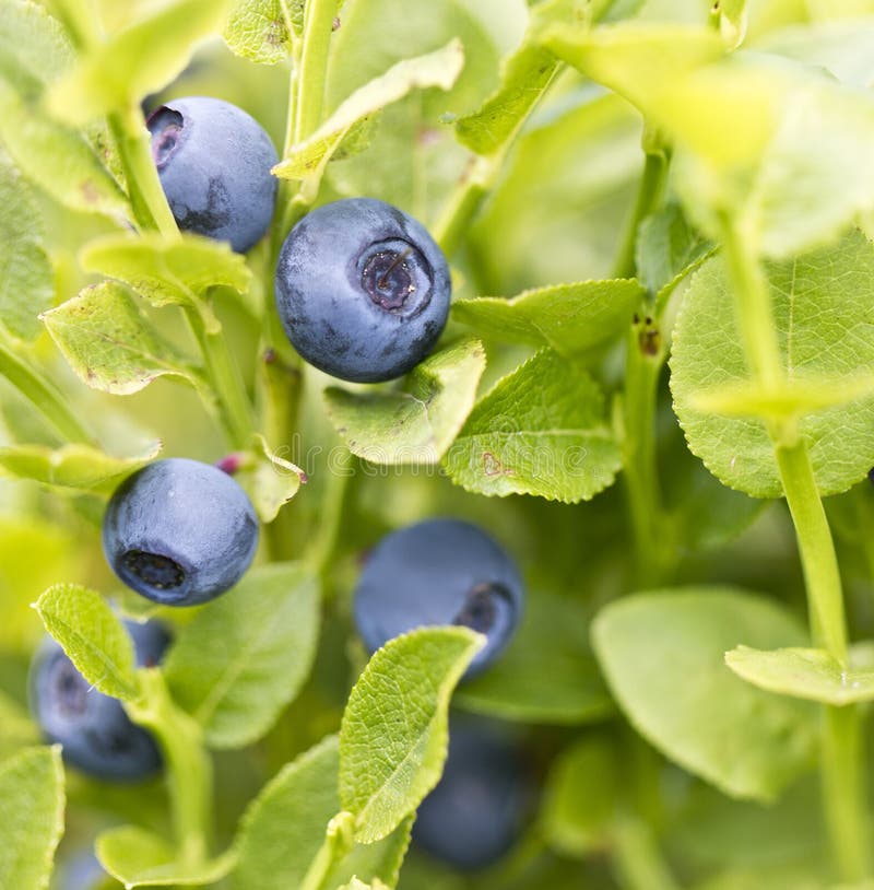 Blueberries stock image. Image of blueberries, organic - 65715963