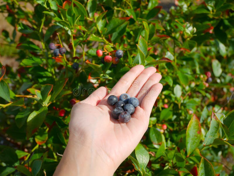 Blueberries on Woman S Hand Stock Photo - Image of fresh, eating: 69362070