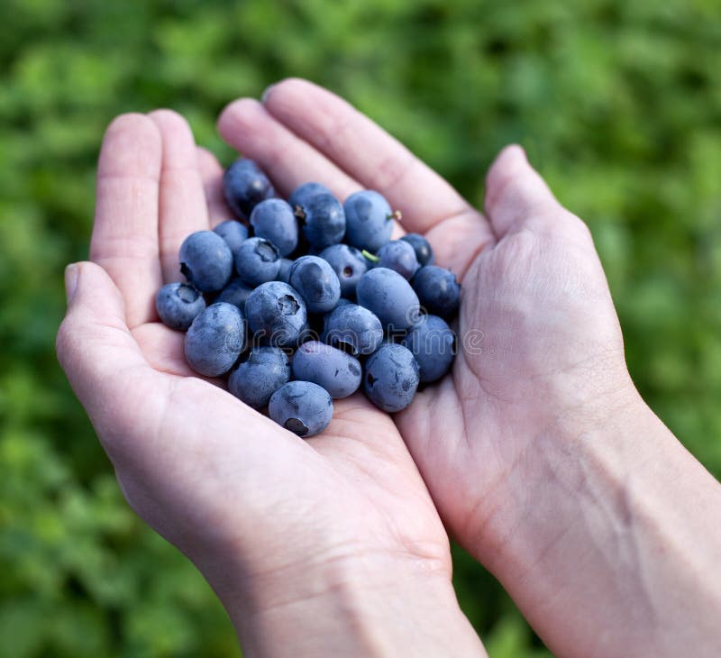 Blueberries in the Woman S Hands. Stock Photo - Image of huckleberry ...