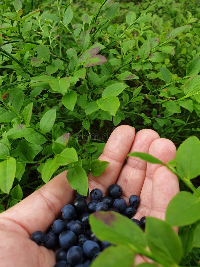 Blueberriesfrom the Bush are Healthy and Ecologically Clean Stock Image ...