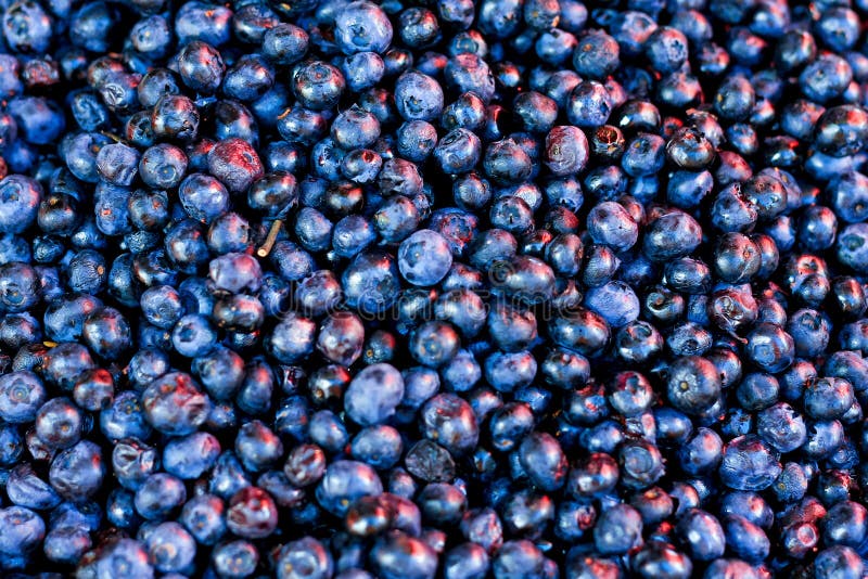 Blueberry stock image. Image of pulpy, sweet, natural - 10441243