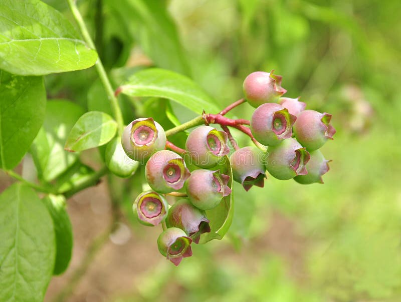 Arctostaphylos `Emerald Carpet`, Carpet Manzanita Stock Photo - Image ...