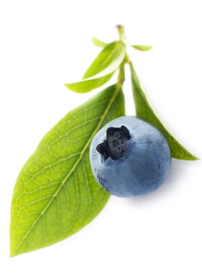 Blueberry stock image. Image of fruit, blueberry, summer - 5622677