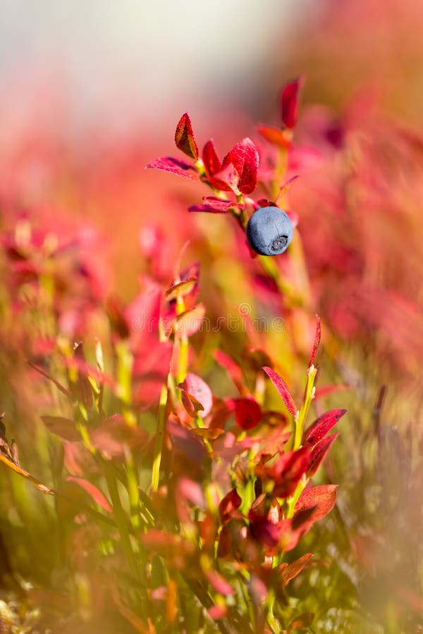 Blueberry and Autumn Colors Stock Photo - Image of green, fruit: 58985344