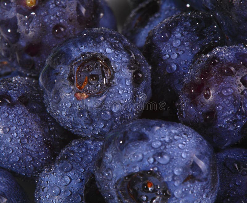 Blueberry background stock image. Image of nutrition - 13374689